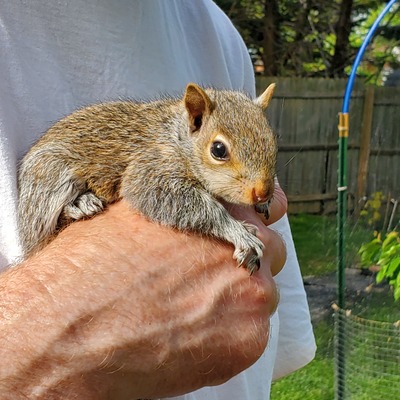 A Miracle of Compassion: How a Baby Squirrel Found a New Family – New ...