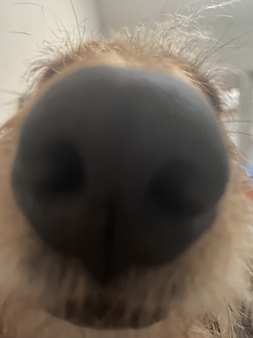 Hendricks the dog! (@hendricks@mastodon.world) - Mastodon