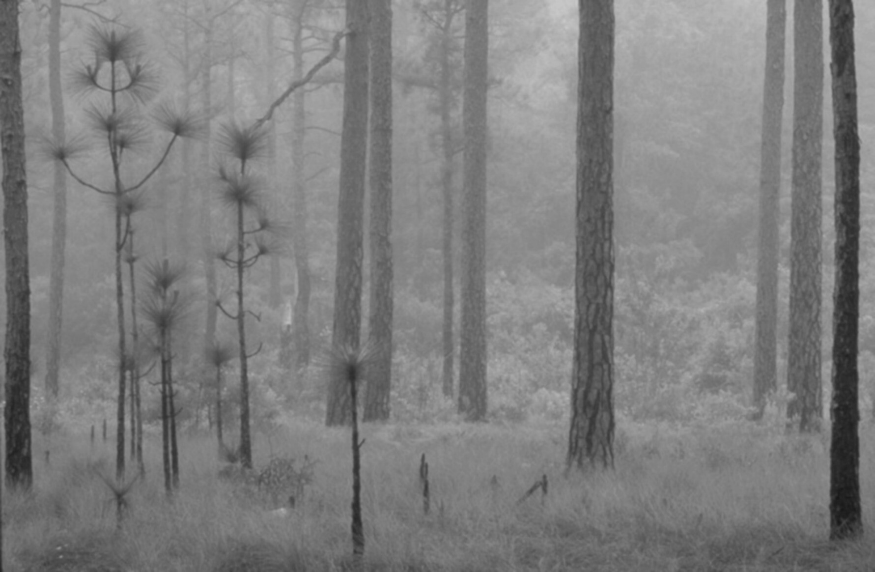 Brian Halpin (@beforewewerewhite@mastodon.online) - Mastodon