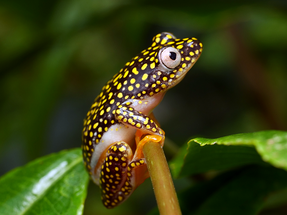 Lara Mahal (@glycocode@mstdn.social) - Mastodon 🐘