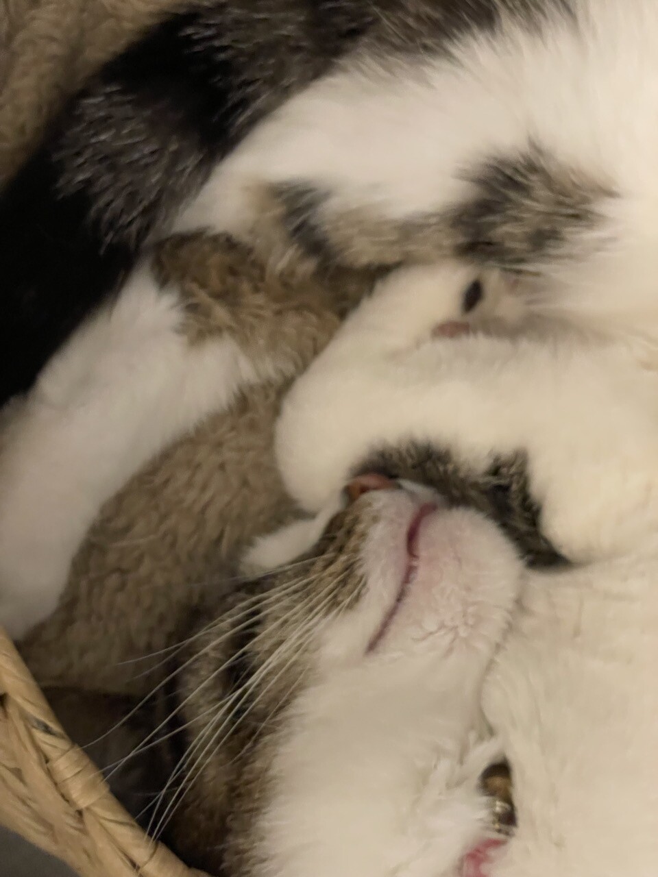 Tim Pepper (@tpepper@mastodon.online) - Mastodon