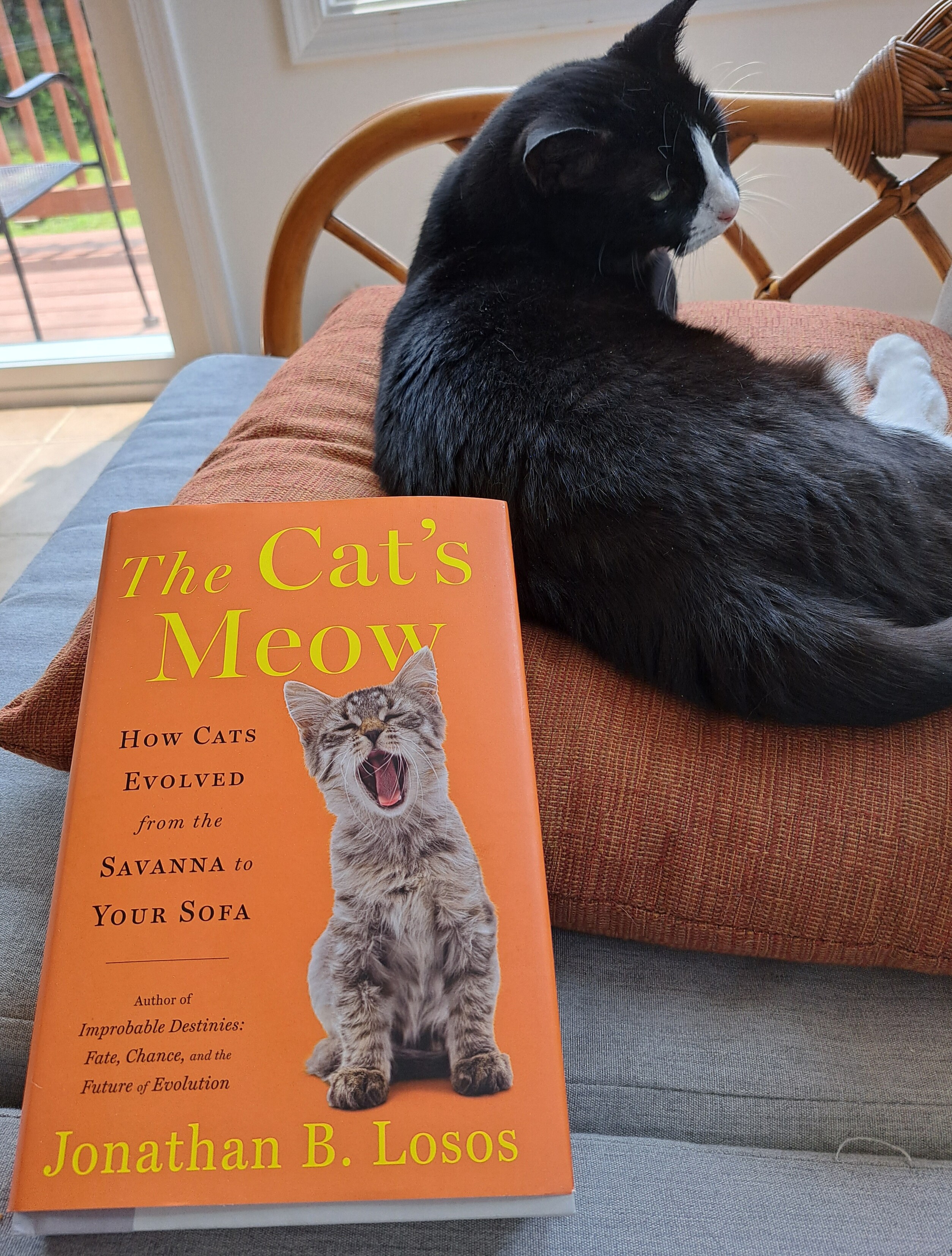 Future Evolution Of Cats