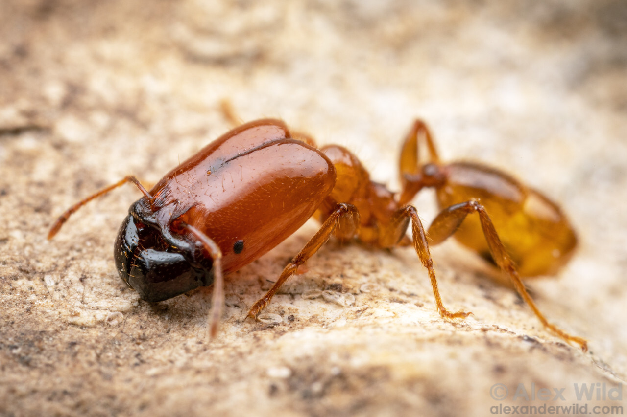 Lucas C. Wheeler (@lcwheeler@ecoevo.social) - ecoevo.social