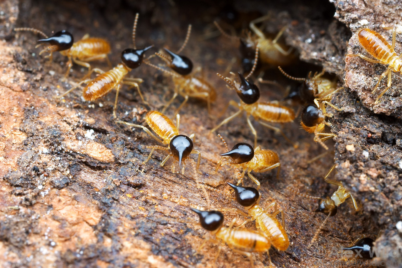 Kaz Ohashi (@KazOhashi_Lab@ecoevo.social) - ecoevo.social