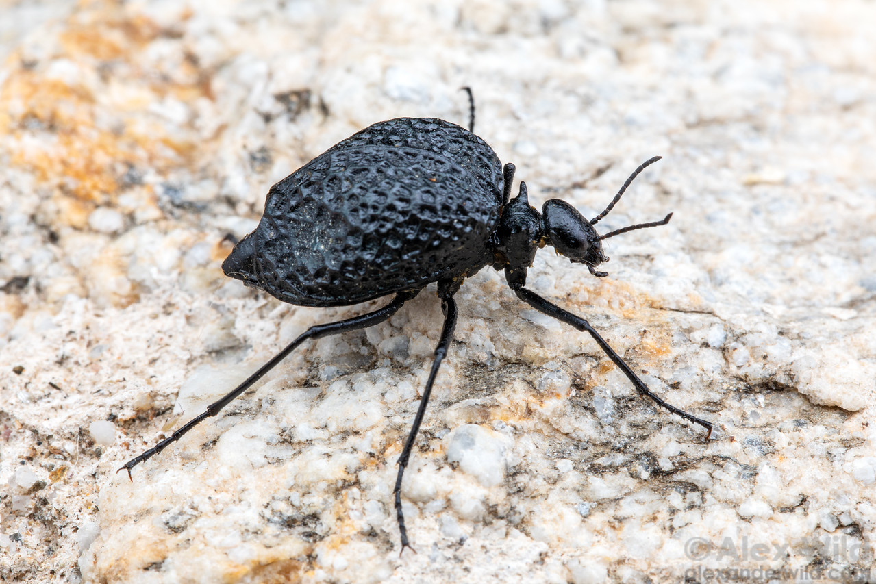 Felix Neff (@FelixNeff@ecoevo.social) - ecoevo.social