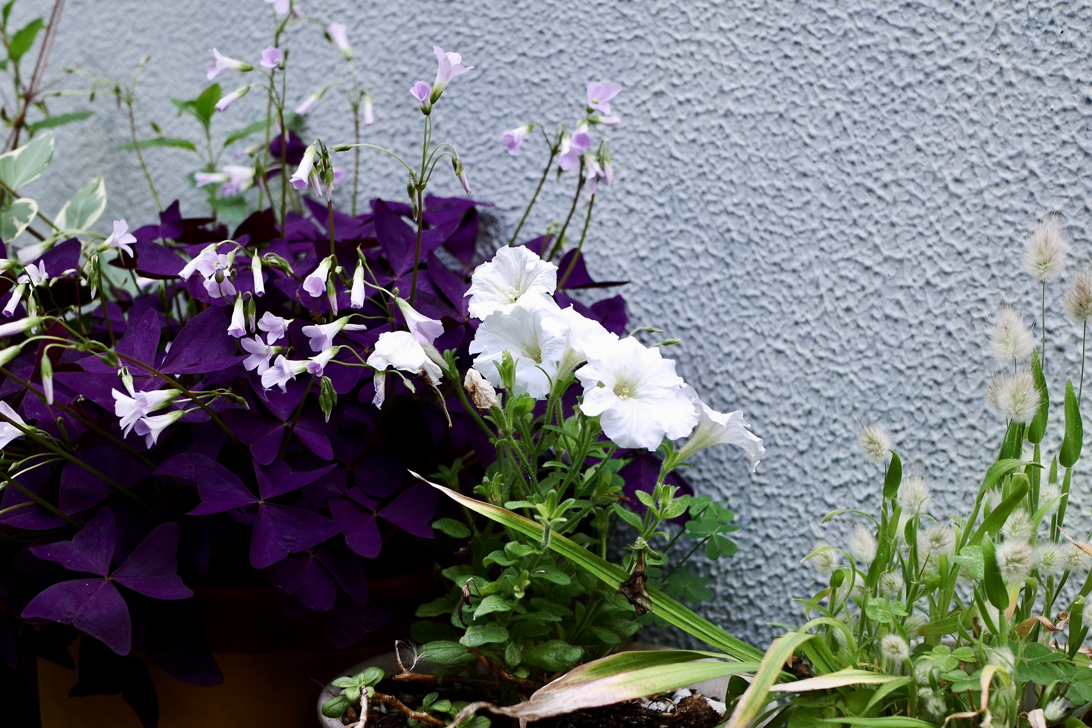 温室气球 (@wenshiqiqiu@mastodon.online) - Mastodon